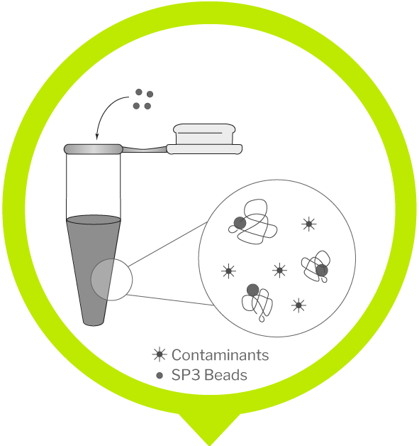 SP3 Beads Proteomics | Bottom Up Proteomics | SP3 Protocol