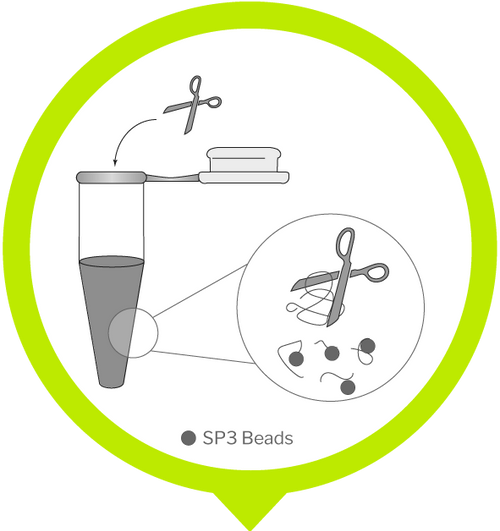 SP3 Beads Proteomics | Bottom Up Proteomics | SP3 Protocol