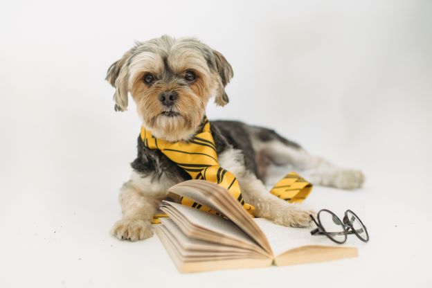 The Ultimate Pet-Sitting Business Resource List | Scout