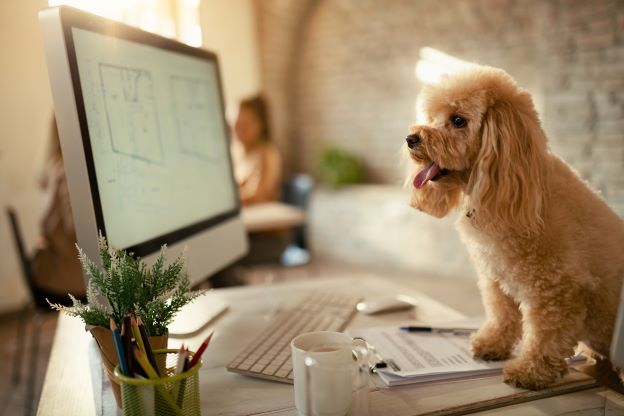 The Ultimate Guide to Setting Your Pet Sitting and Dog Walking Rates ...