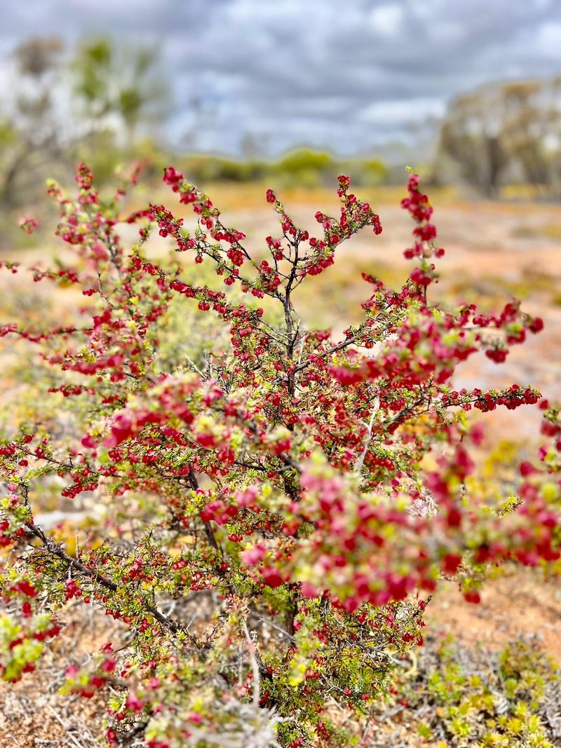 The Ngadju Native Aboriginal Title Corporation