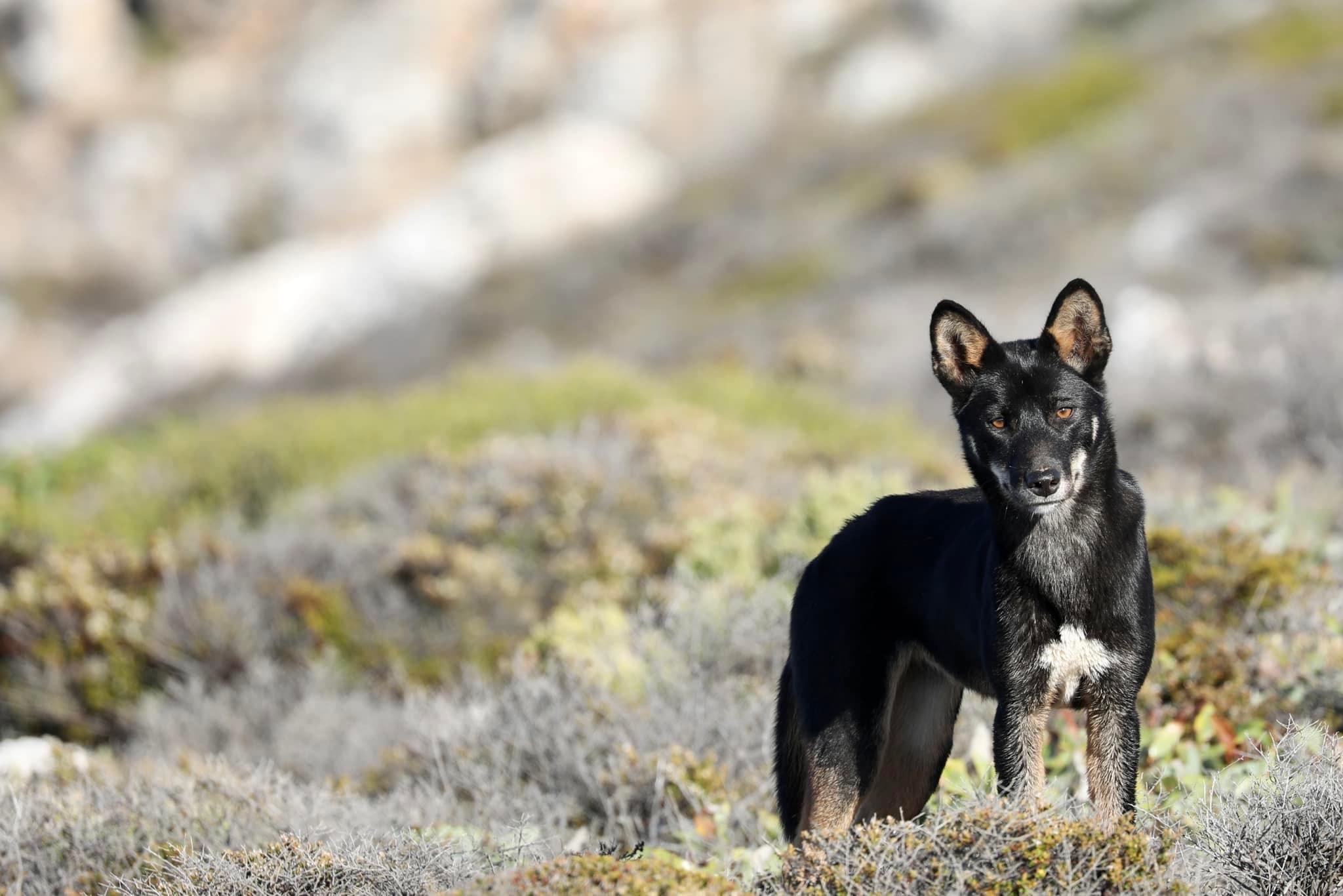 The Ngadju Native Aboriginal Title Corporation