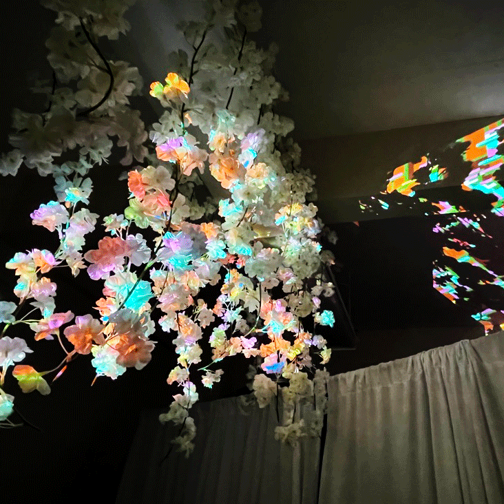 Immersive Art Pop-up ”Digital Ohanami” at MIT | Works | MIEKO MURAO