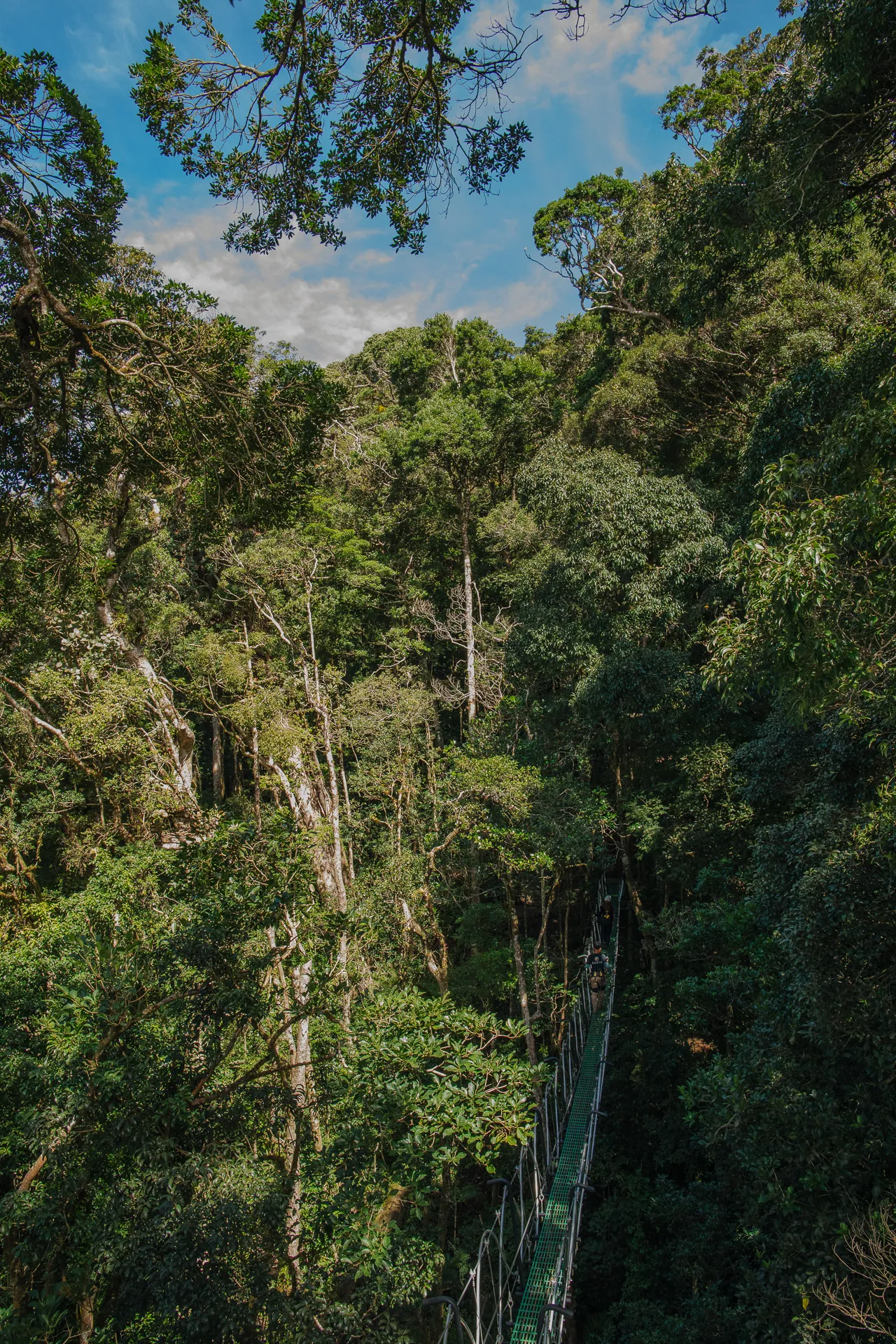 Savia Forest Immersion