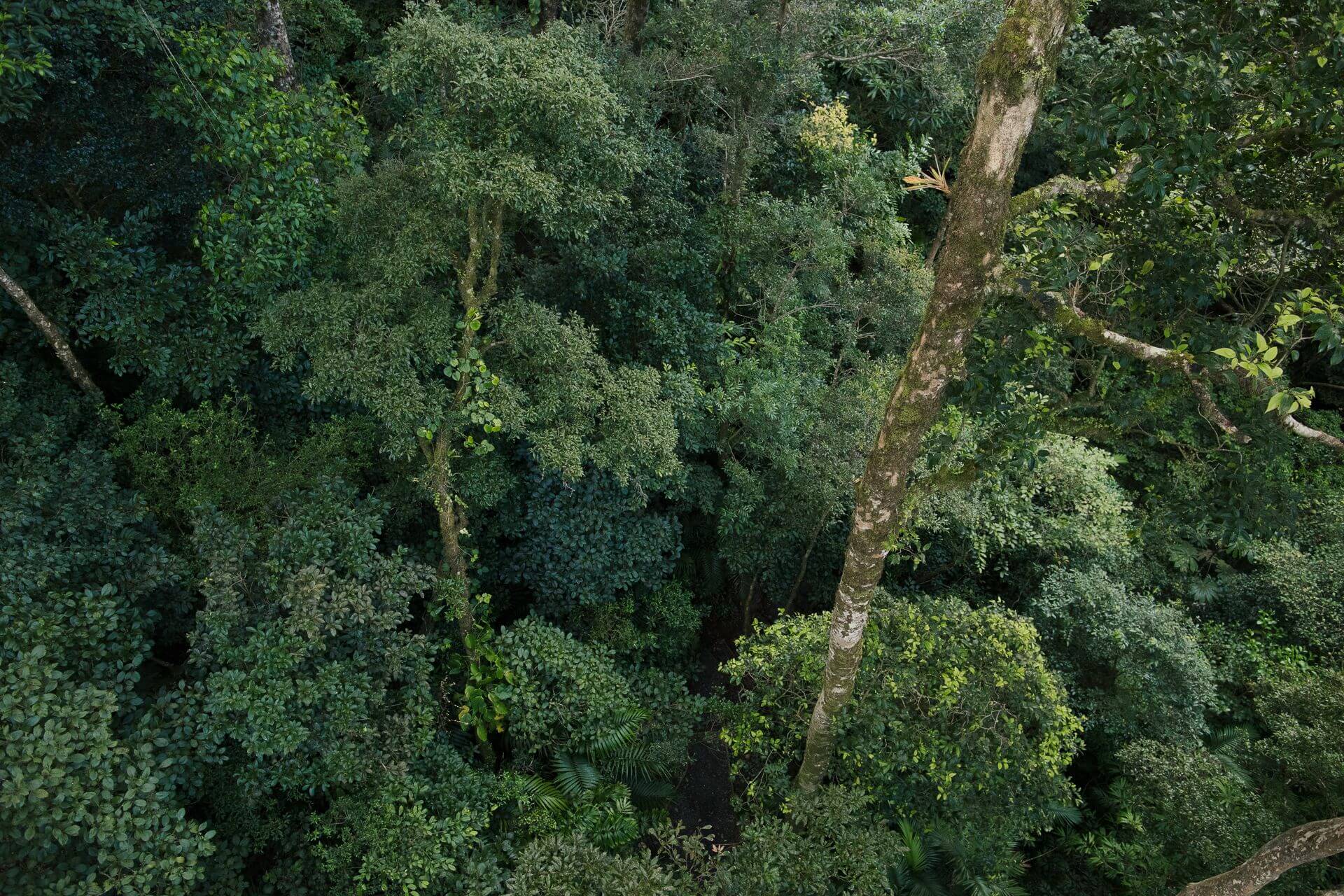 Hotel Belmar | Blog: SAVIA: A unique forest experience