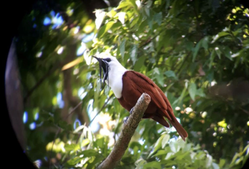 Hotel Belmar | Blog: Monteverde Birdwatching: 7 Species of birds to ...