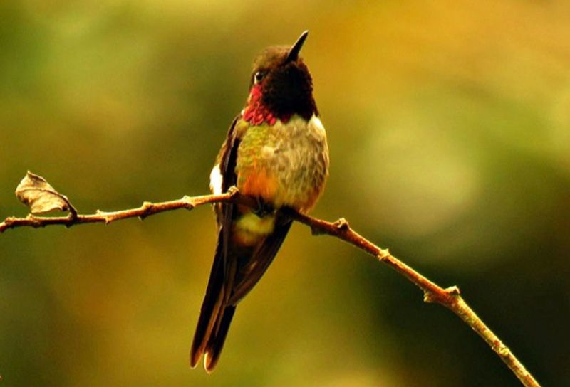 Hotel Belmar | Blog: Monteverde Birdwatching: 7 Species of birds to ...