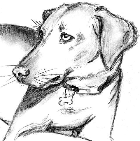 Stable Diffusion v2.1 ControlNet Models: Expanded Compatibility with ...