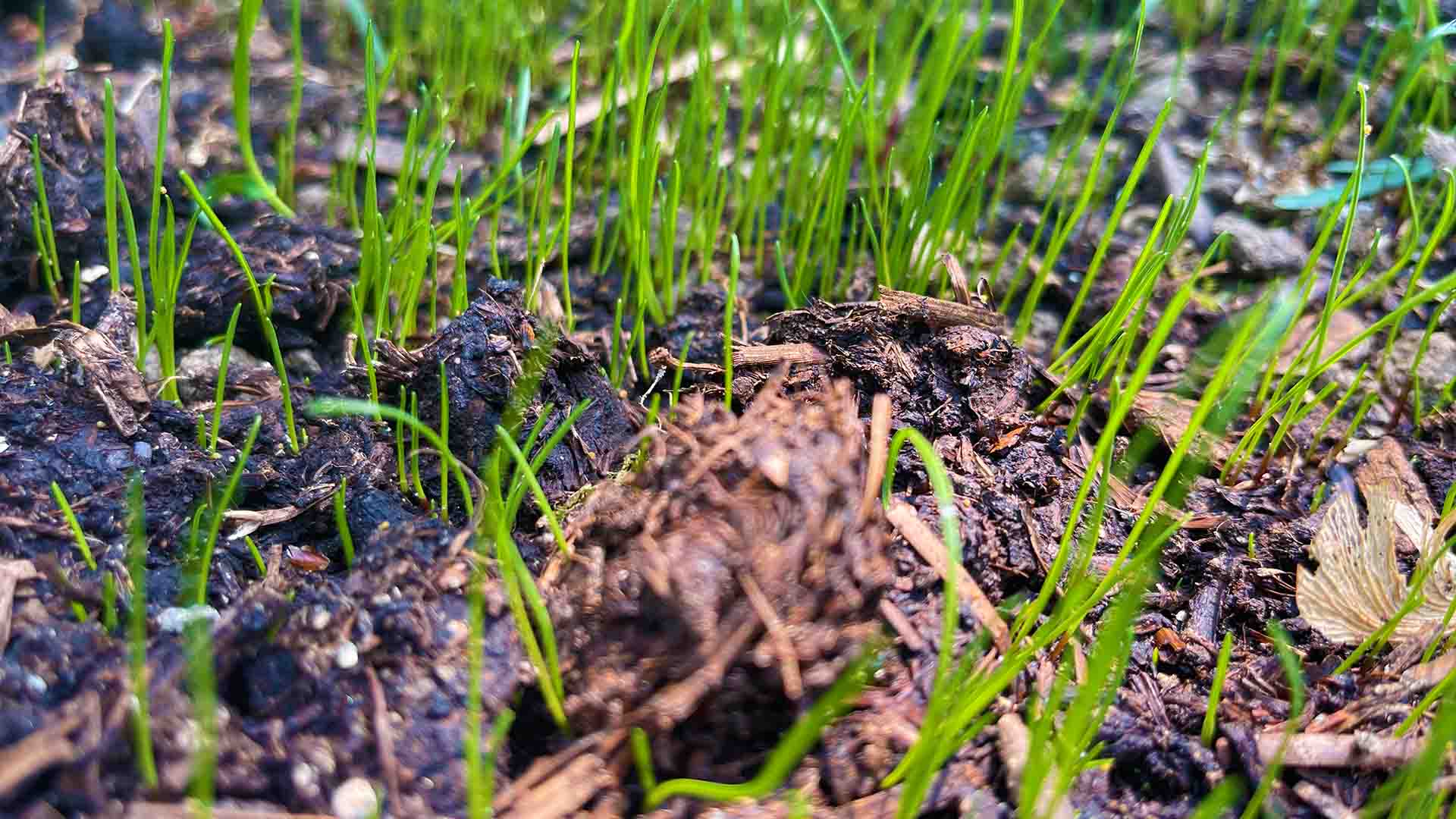 2023 Guide to Watering Newly Seeded Grass Lawns