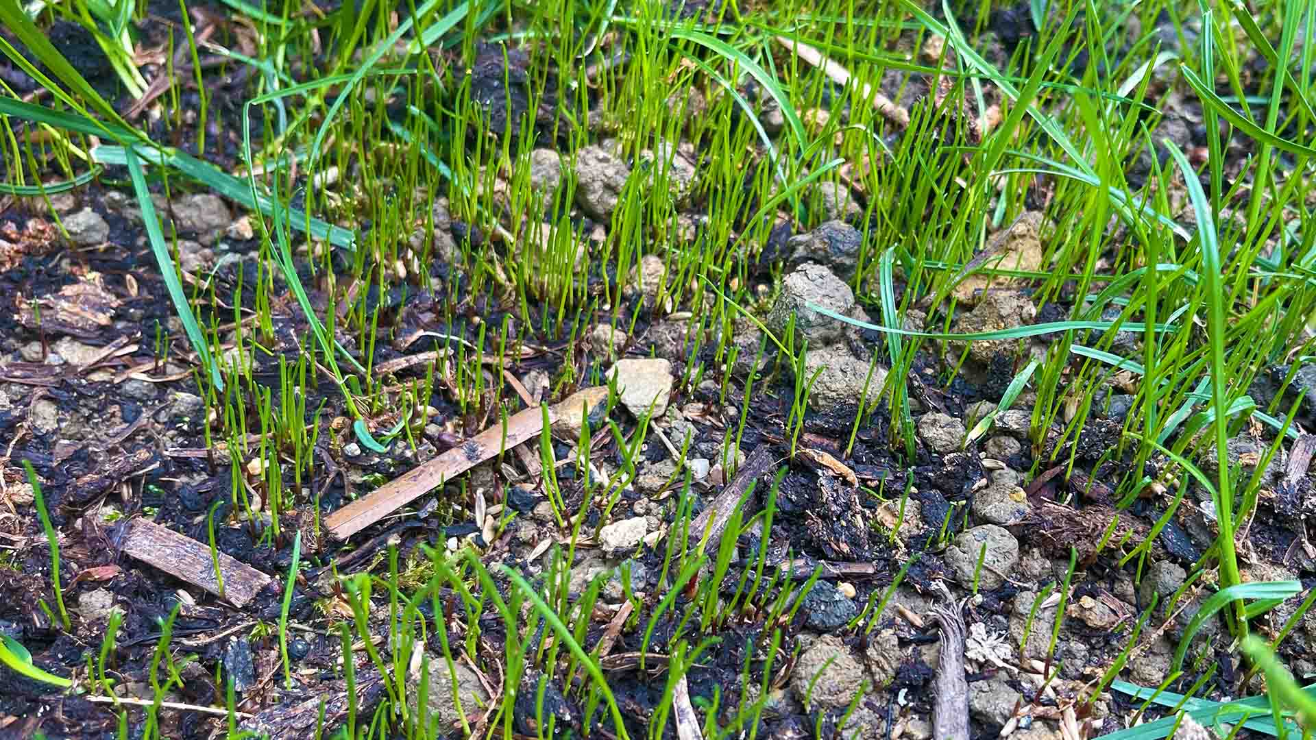 2023 Guide to Watering Newly Seeded Grass Lawns