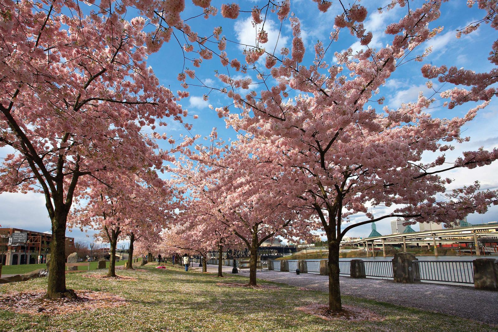 The Ritz-Carlton Residences, Portland