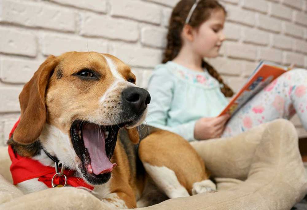 Meet Lanksy! Brown School's Therapy Dog | Brown School