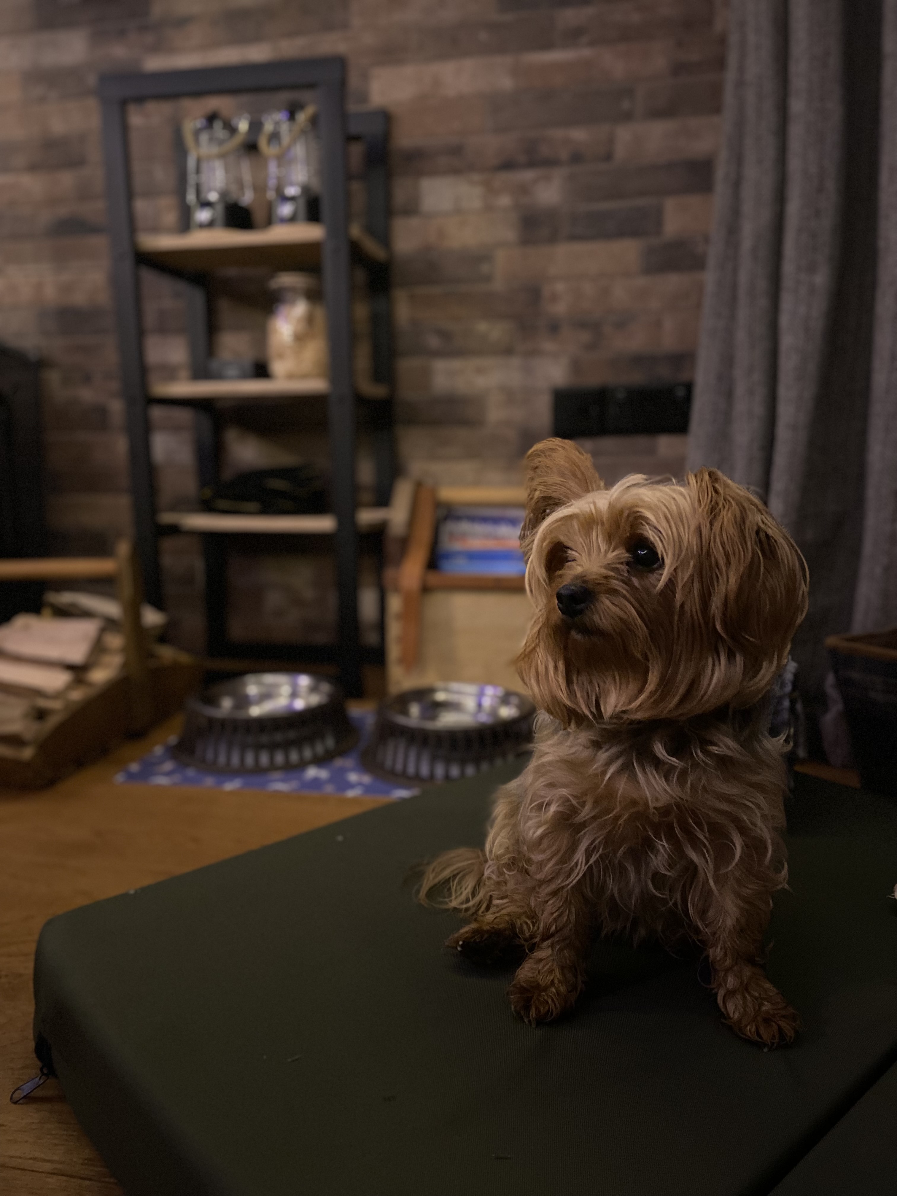 Luxury treehouses with hot tubs in Devon | Dog Friendly