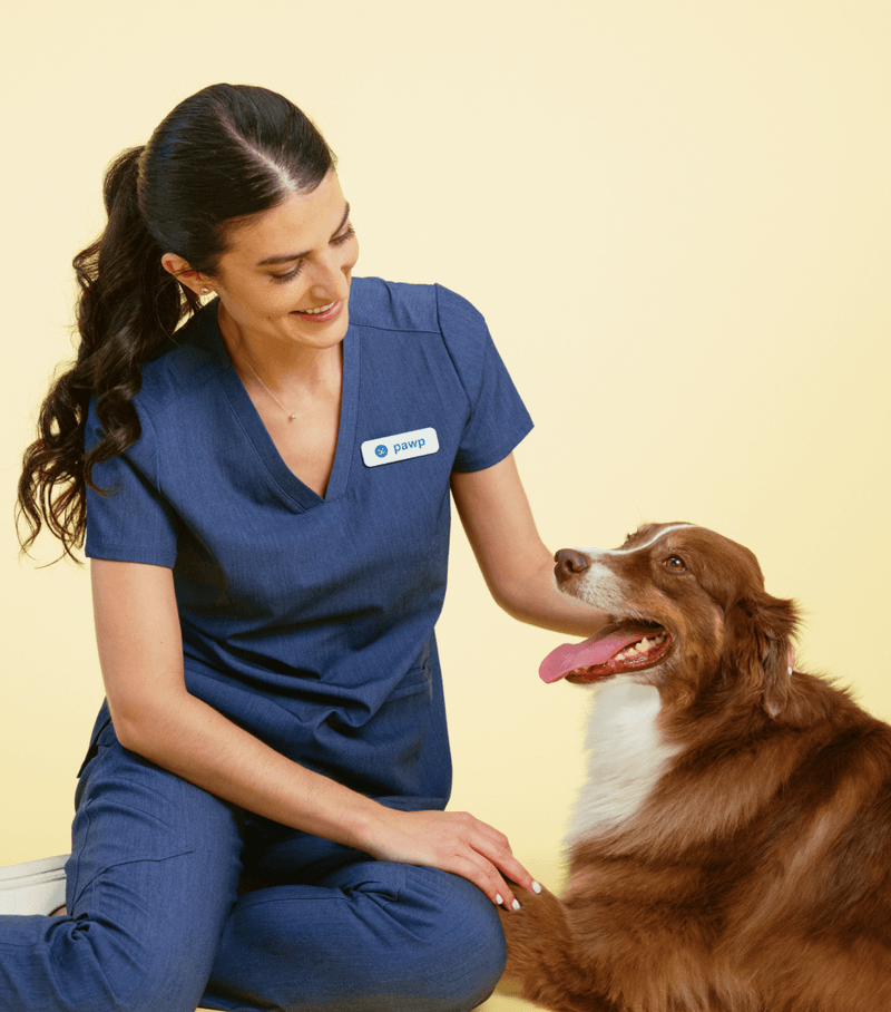 Pawp | Ask An Online Vet Anything 24/7