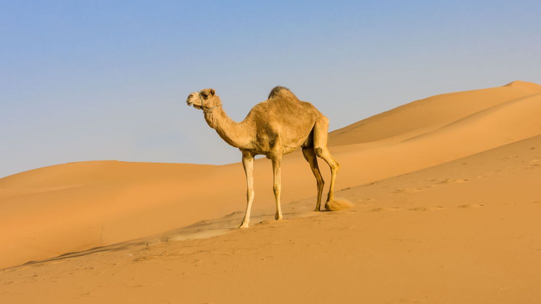 Weatherbys Scientific