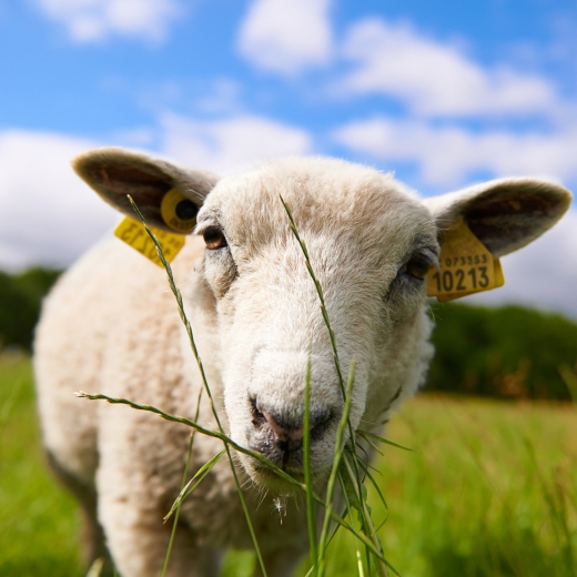 Weatherbys Scientific