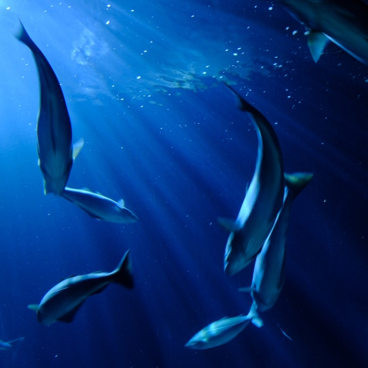 Weatherbys Scientific