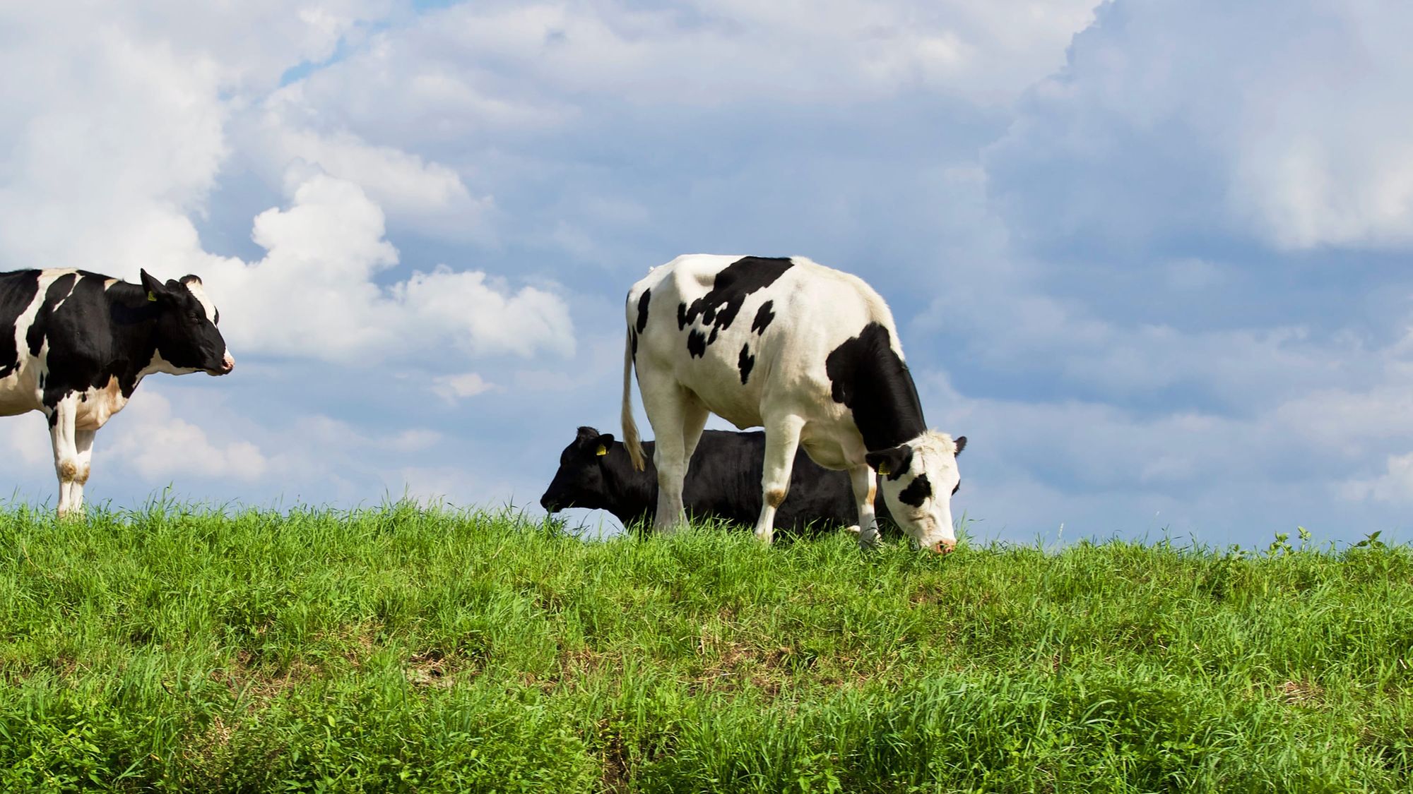 Weatherbys Scientific