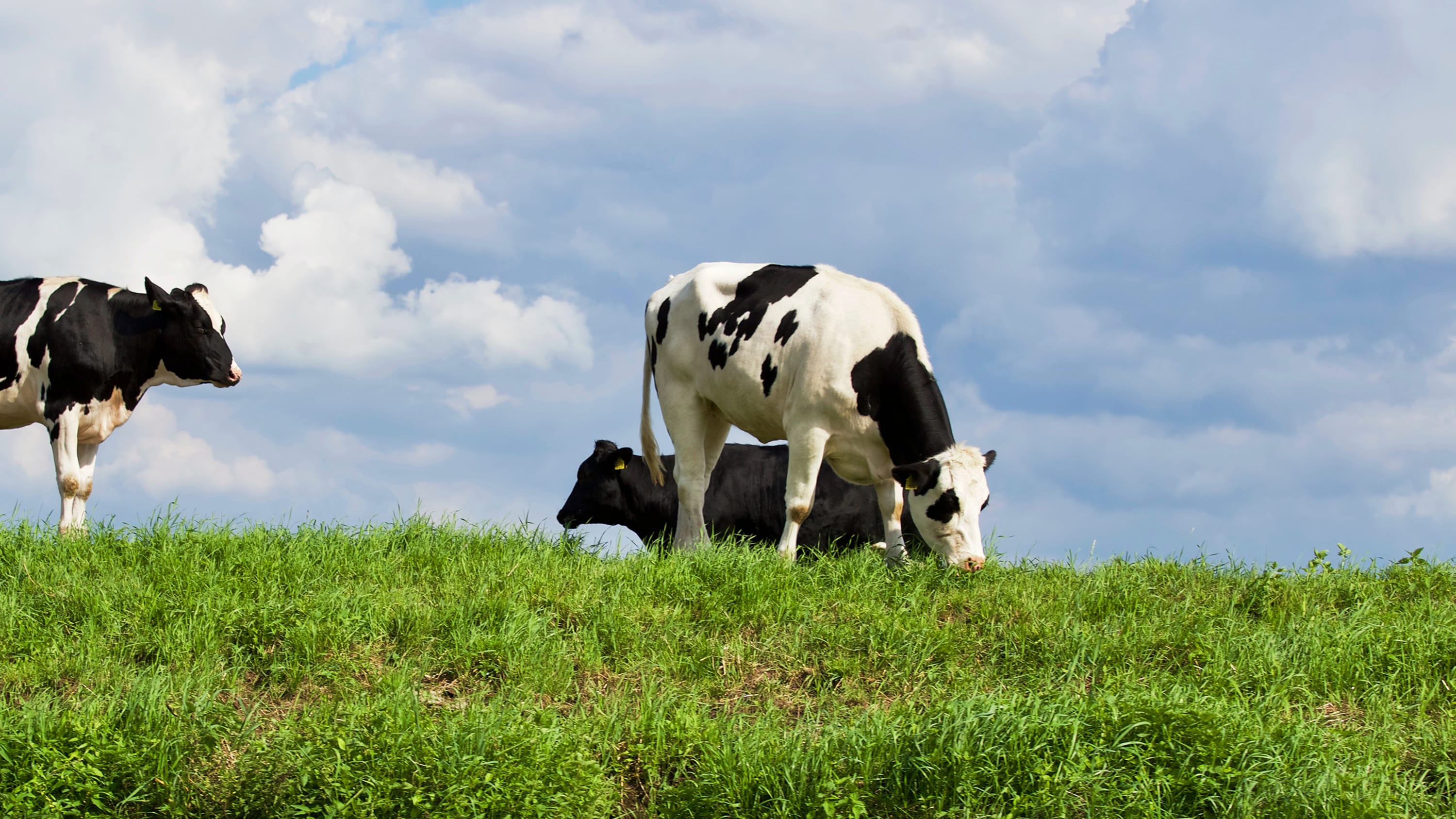 Weatherbys Scientific