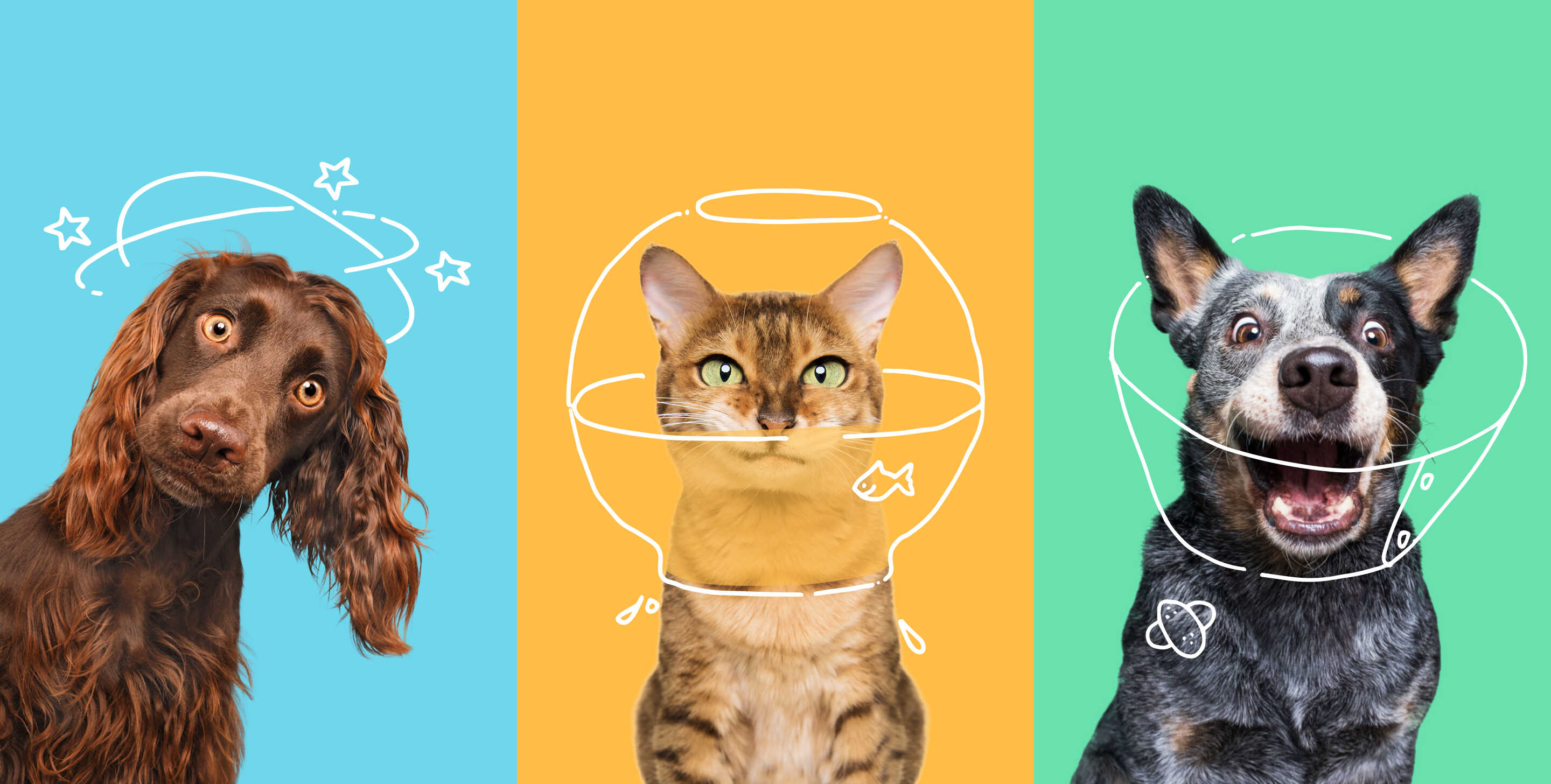 NCY × Petplan
