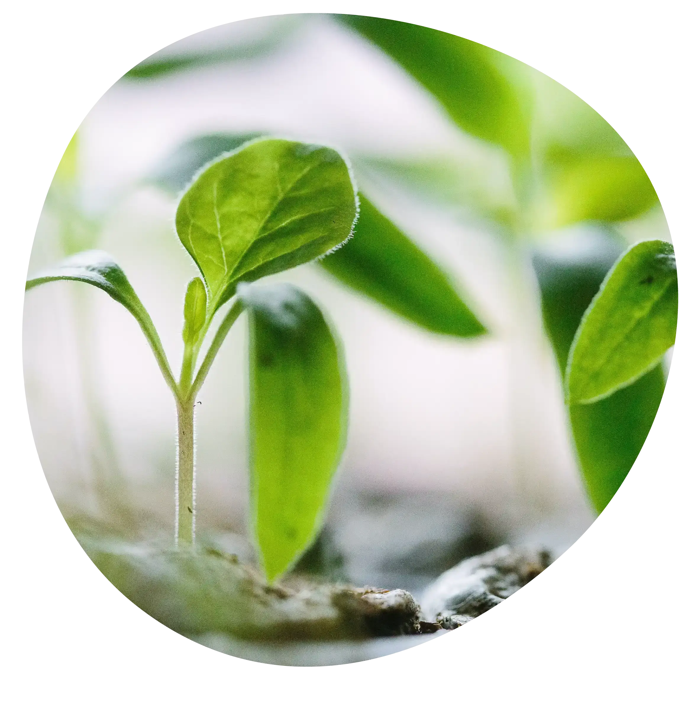 The Makers - A modern FMCG Company