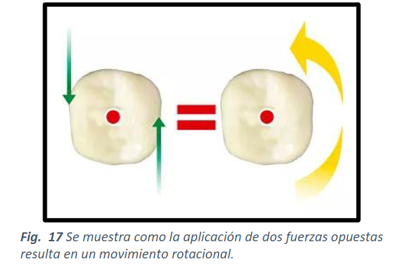 Movimientos dentarios | FuturaLabs