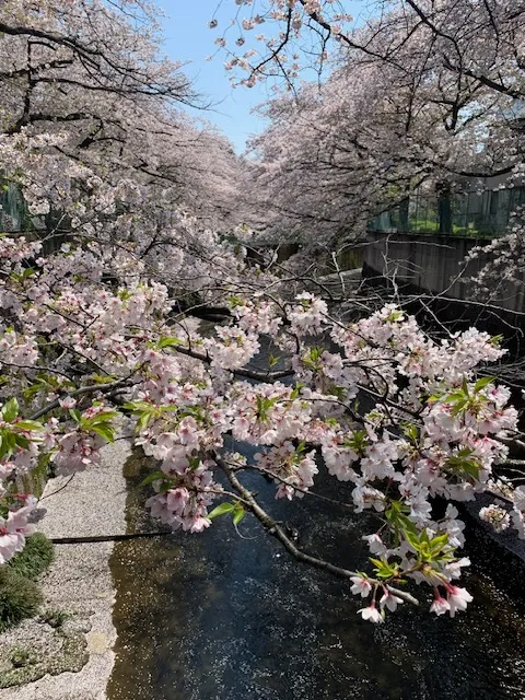 Most Wandered | Tokyo Cherry Blossoms—The Ultimate Sakura Viewing Guide ...