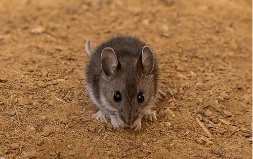 Rodent Identification Guide. Sweeney's Pest Elimination