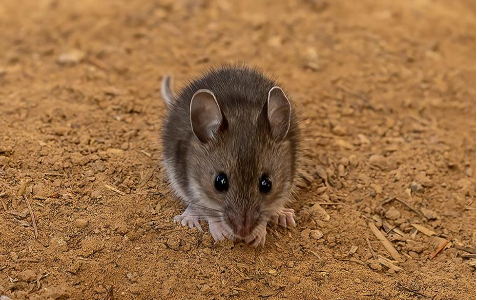 Rodent Identification Guide. Sweeney's Pest Elimination