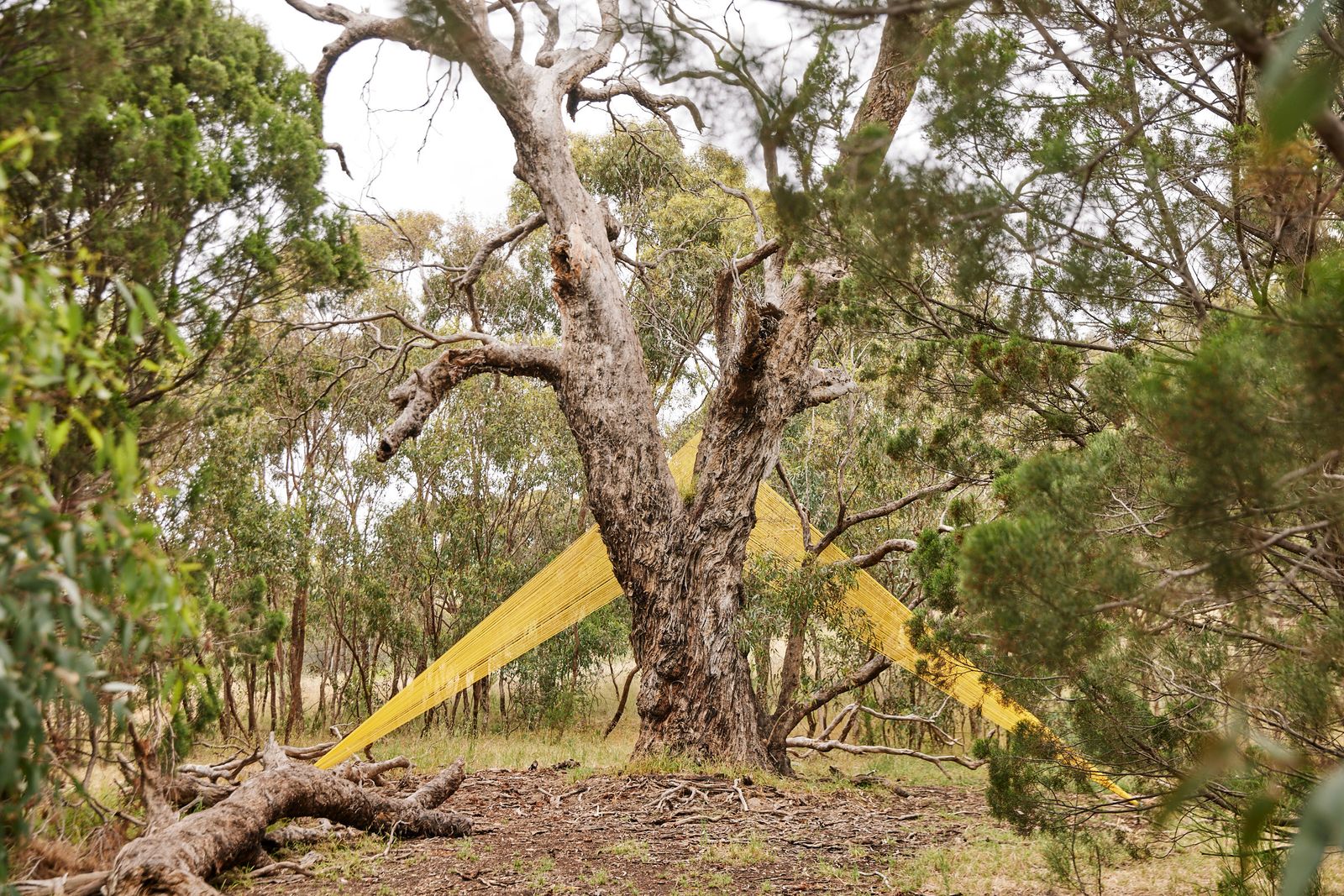Bushland