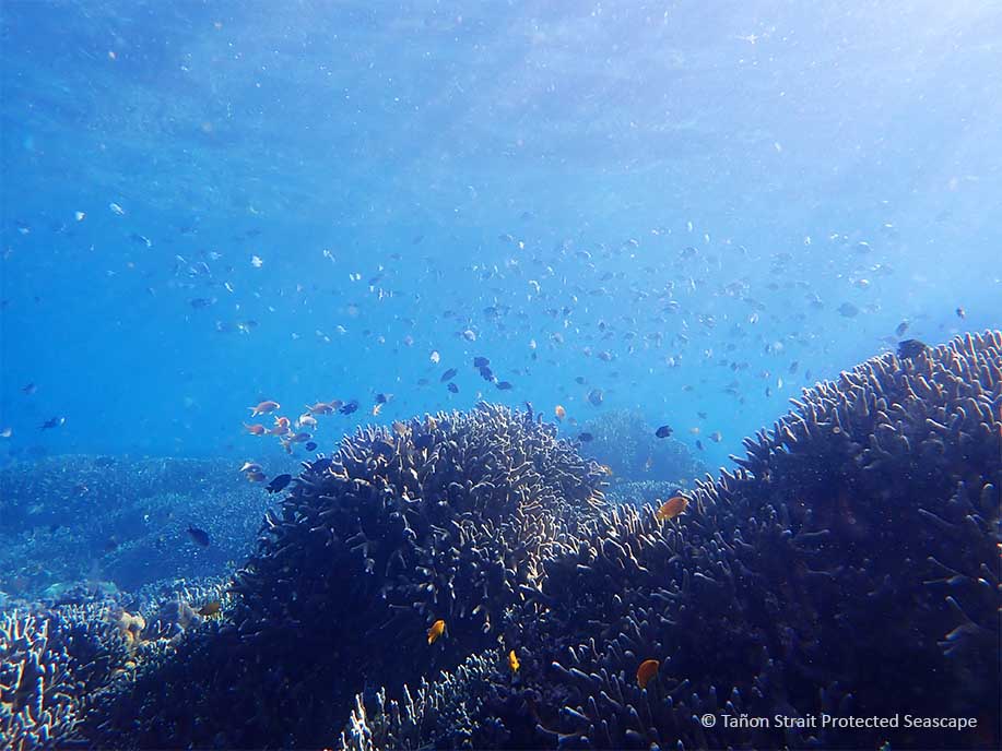 Tañon Strait Protected Seascape