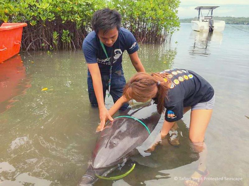 Tañon Strait Protected Seascape