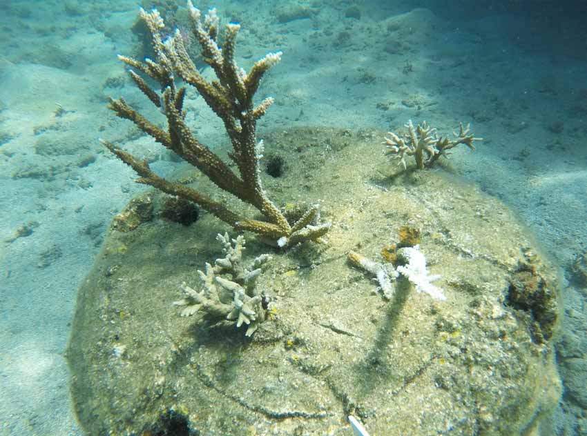 SUSTAINABLE SEAS: HARNESSING THE POTENTIAL OF ARTIFICIAL REEFS