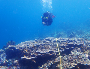 THE STATUS OF COASTAL AND MARINE HABITATS IN TAÑON STRAIT PROTECTED ...