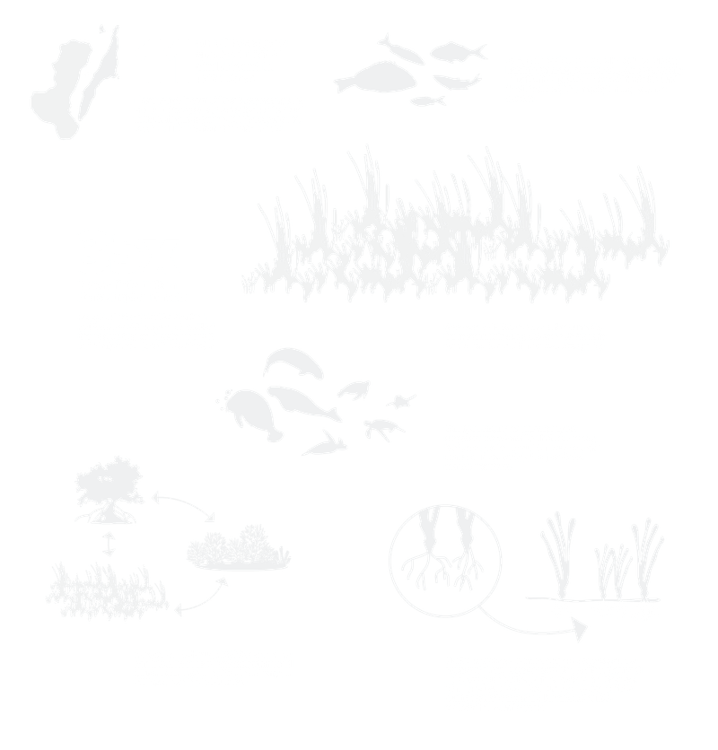 Tañon Strait Protected Seascape