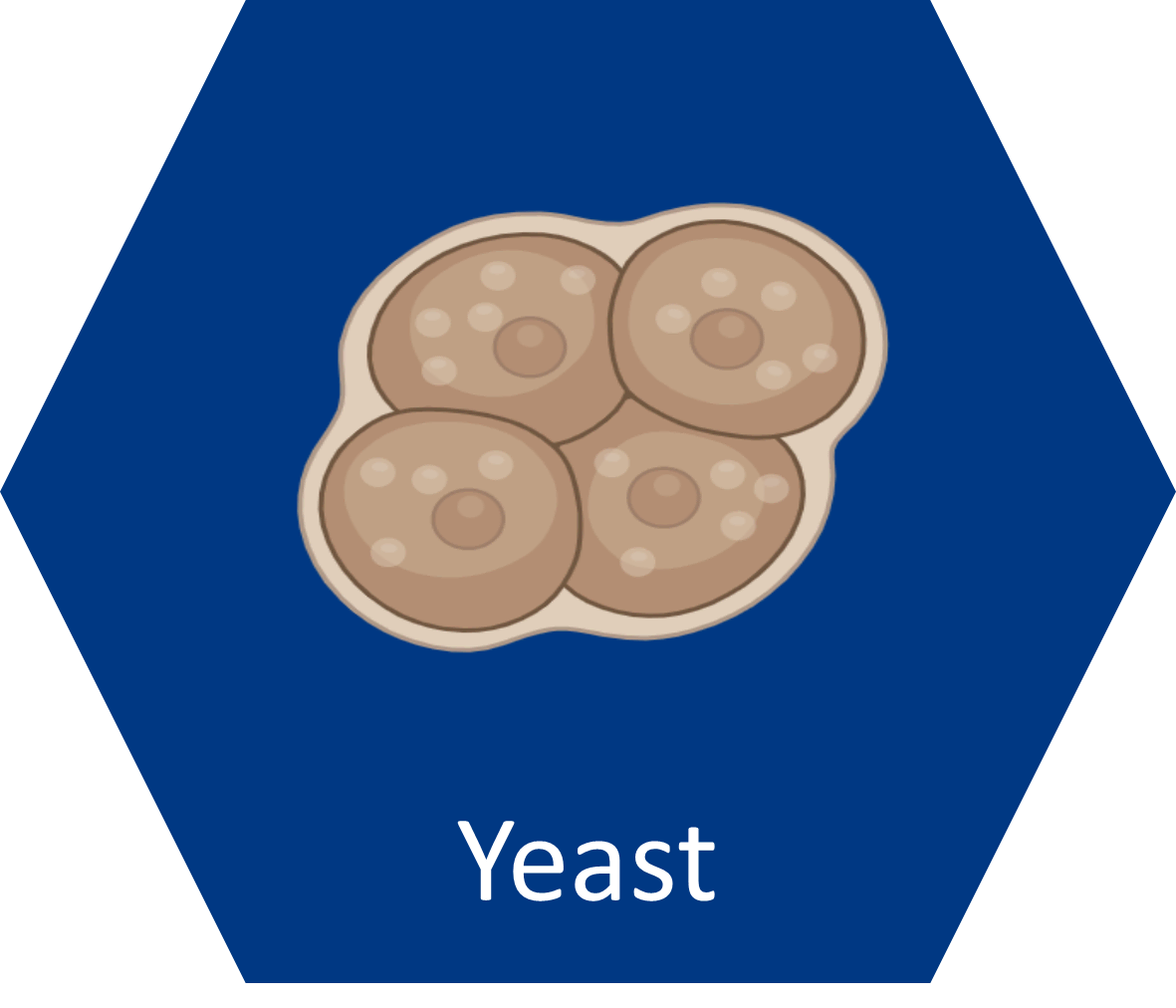 Custom protein expression services | Eurofins Calixar