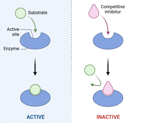 Immunoassays with recombinant proteins | Eurofins Calixar