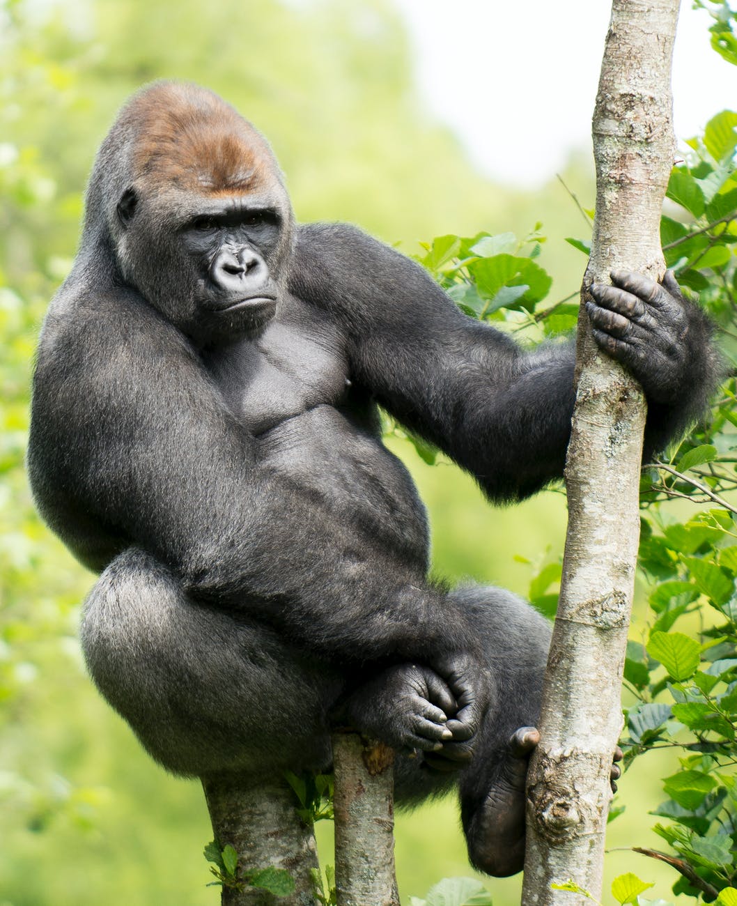 What is Gorilla Marketing: An Overview – Shipmate Fulfillment Blog