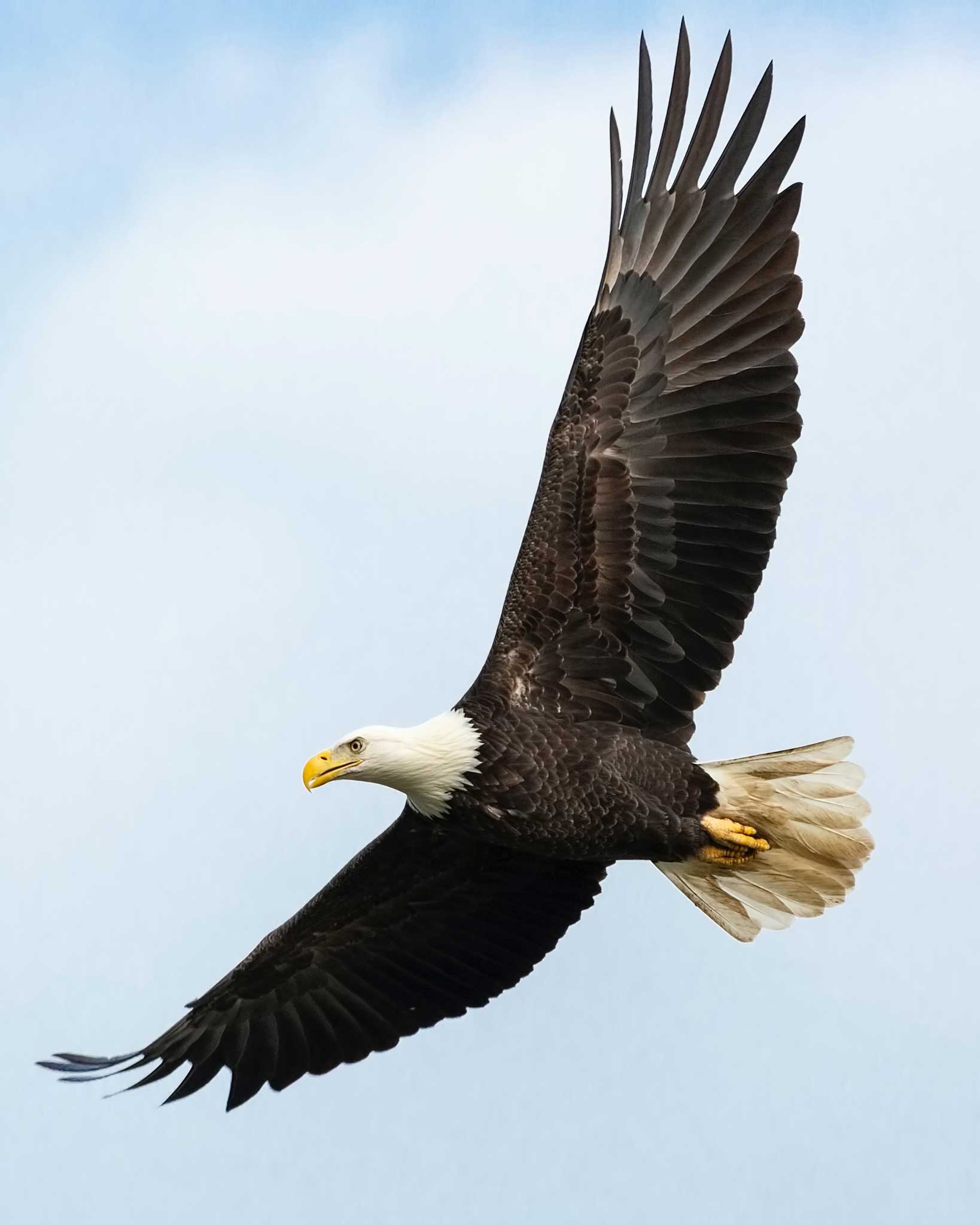 Icelandic Wildlife Adventures: Explore Iceland’s Fascinating Ecosystem