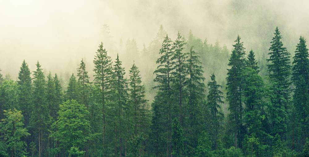 Guide: Uncommon Phobias & Extraordinary Fears | Louis Laves-Webb