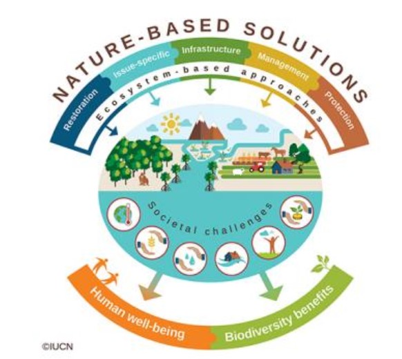 Nature-Based Solutions in San Diego