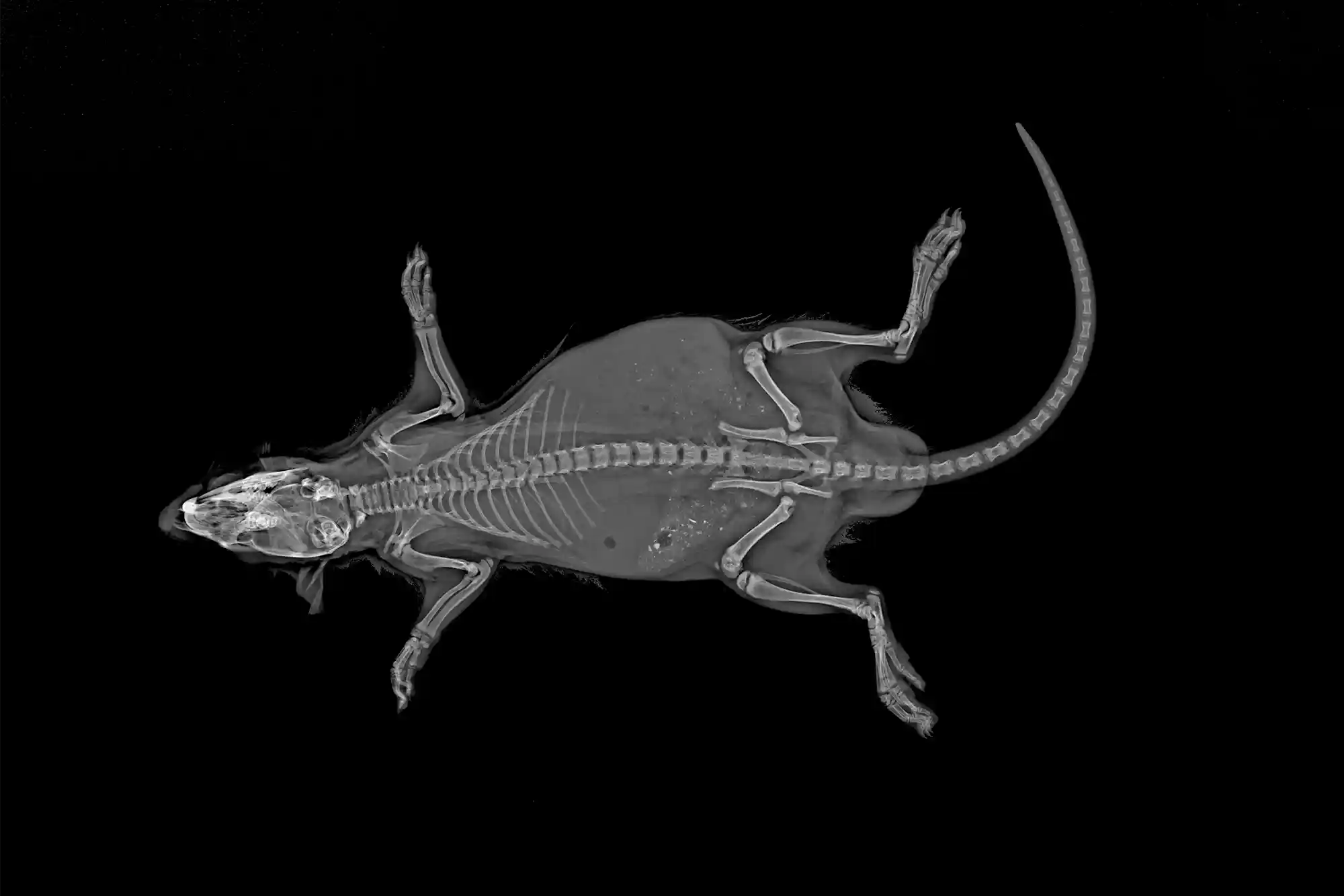 Small Animal X-ray Imaging | KUBTEC Scientific