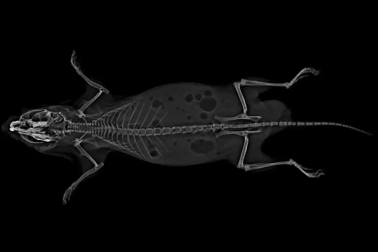 Small Animal X-ray Imaging | KUBTEC Scientific