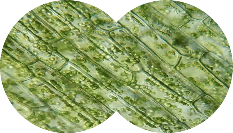 Pangea Bio | Inspired by nature, powered by AI