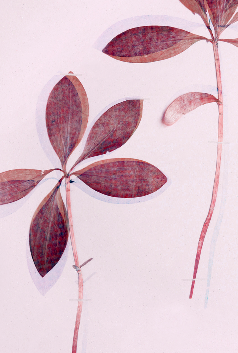 Pangea Bio | Inspired by nature, powered by AI