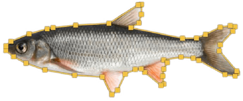 Fishial.AI | Fish Identification for Everyone!