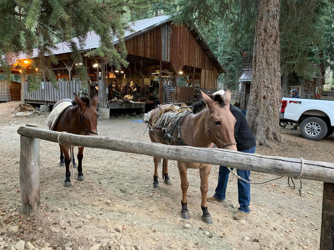 Idaho Wolf Hunting with Idaho Hunting Guides on Idaho Wolf Hunts