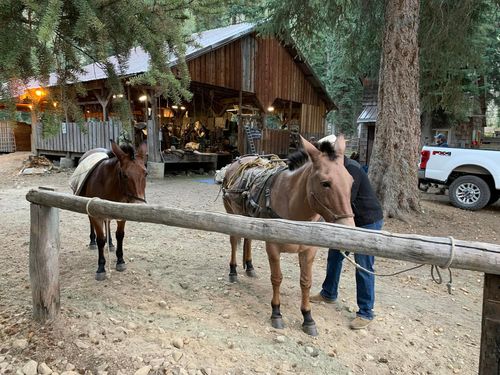 Idaho Wolf Hunting with Idaho Hunting Guides on Idaho Wolf Hunts