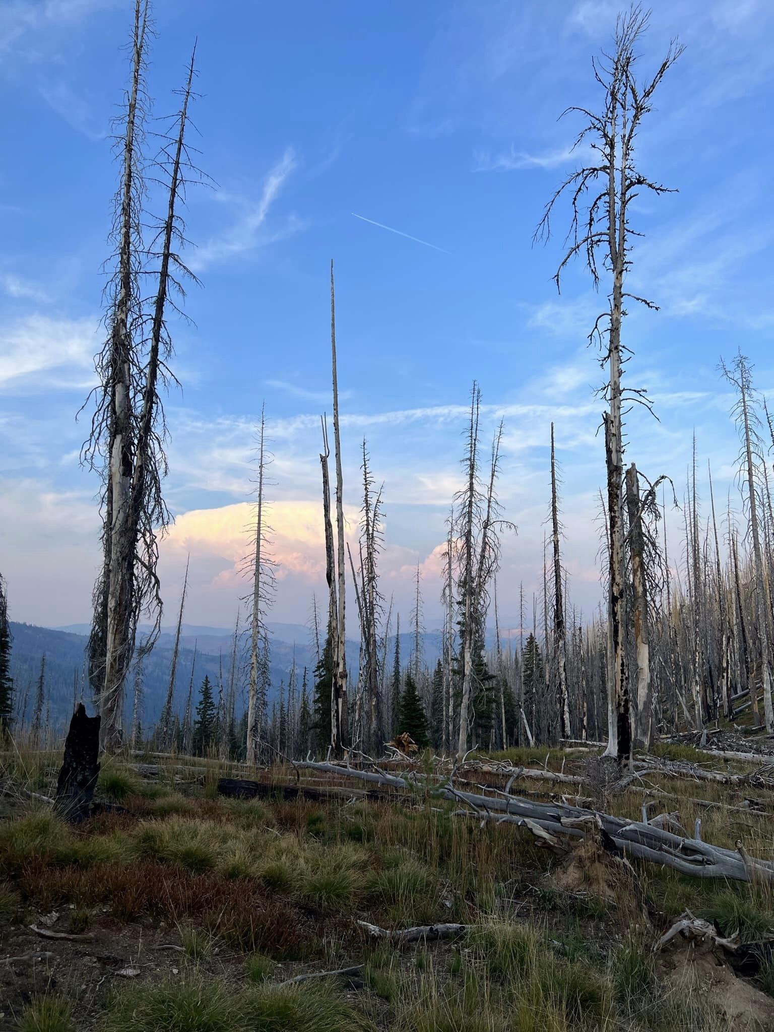 Idaho Wolf Hunting with Idaho Hunting Guides on Idaho Wolf Hunts