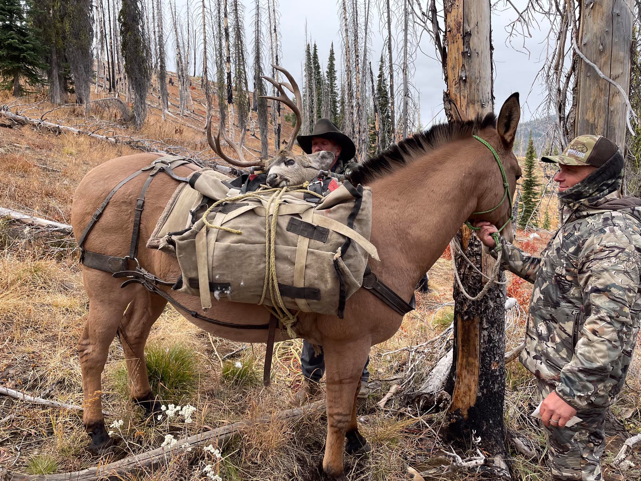 Idaho Hunting Outfitters, Idaho Hunting Guides, Elk Hunts, Deer, Bear ...